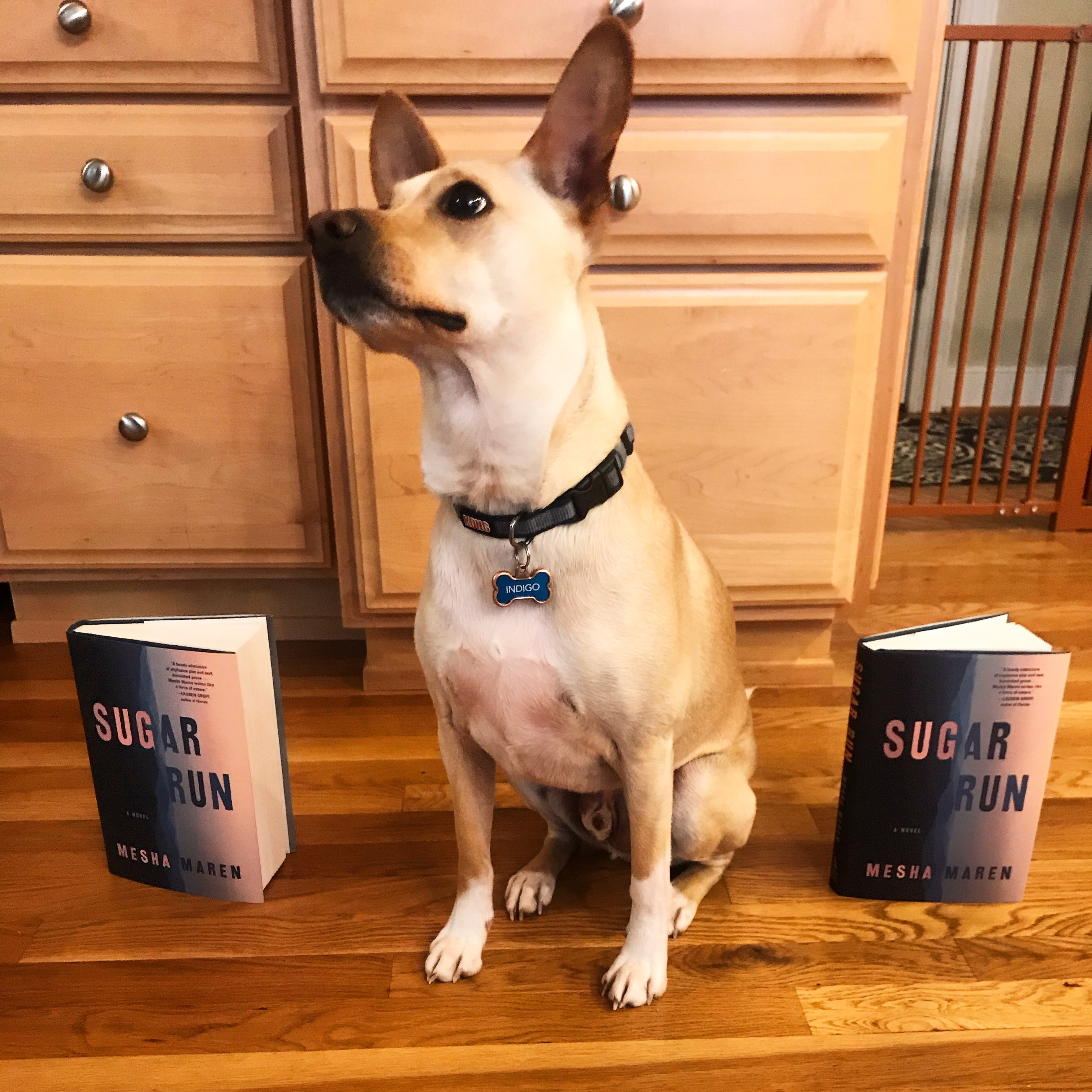 Review: Sugar Run by Mesha Maren – takes two to book review